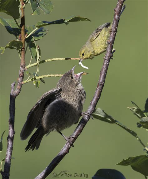 Brown Headed Cowbird Parasitism