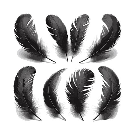 Premium Vector A Set Of Three To Five Black Feathers Each With A