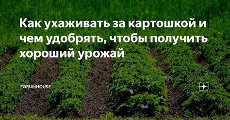 Как ухаживать за картошкой и чем удобрять чтобы получить хороший