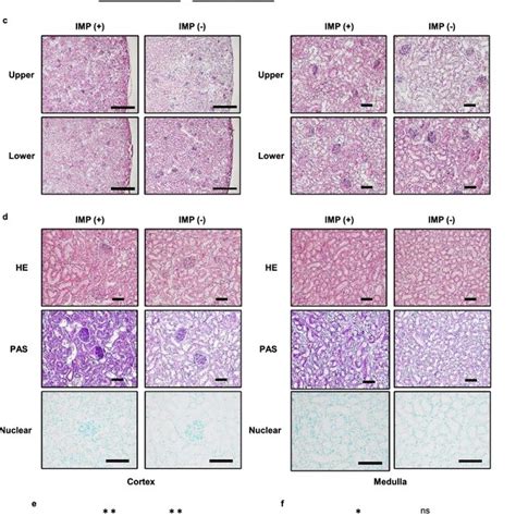Renal Histology And Detection Of Remaining Cell Nuclei After 24 H Of Download Scientific