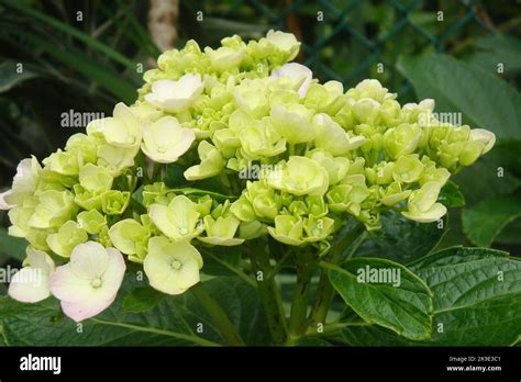 Beautiful Flowers In Nature Visit Sri Lanka Stock Photo Alamy