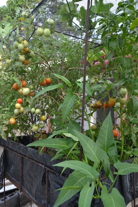 A Single Tomato Plant In A Hybrid Grow Bed Davaoponics