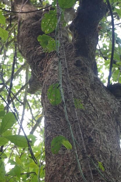 Premium Photo Tree Stem