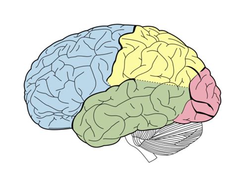 Memory Brain Flashcards Diagram Quizlet