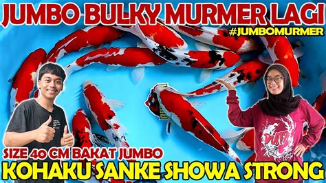 IKAN KOI JUMBO MURMER KOHAKU SANKE SIZE CM MERAH STRONG YouTube