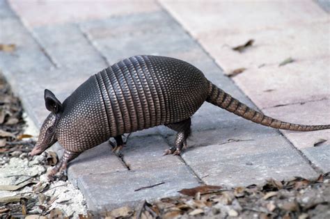 Armadillo Control Armadillo Control ARMADILLO CONTROL Armadilo