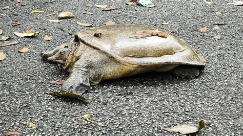 Soft Shelled Turtle In Penang Island R Malaysia