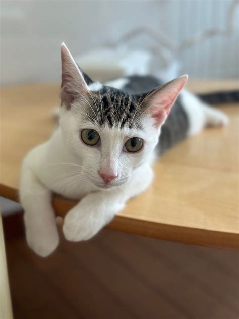 保護猫をお迎えしました 浜松市・静岡市の注文住宅｜花みずき工房