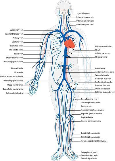 Iv Complications Phlebitis