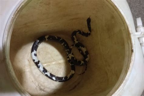 Rara cobra natural dos Estados Unidos é encontrada em posto de