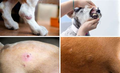 Symptoms And Treatments Of Dog Skin Cancer Flash Uganda Media
