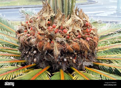 Detail Pattern And Texture Of Tree Fern Stock Photo Alamy