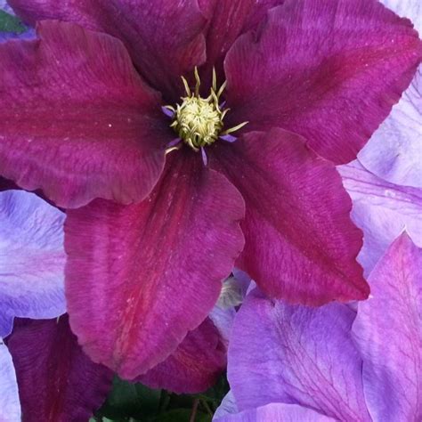 Clematis 'Volcano' syn. Clematis 'Mazowsze', Clematis 'Volcano ...