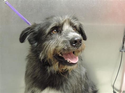 Adopt Bo On Petfinder Terrier Mix Dogs Fluffy Dogs Terrier