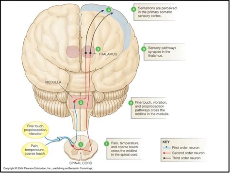 The Labeled Line Principle Sensory Receptors