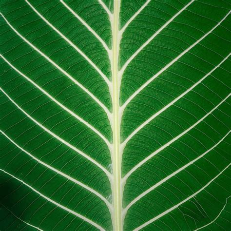 Green Cabbage Leaf Background Premium Ai Generated Image