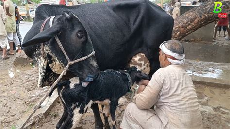 डेयरी फार्म वाली दुधारू गाय यहां पर बहुत भारी मात्रा में मिल रही है