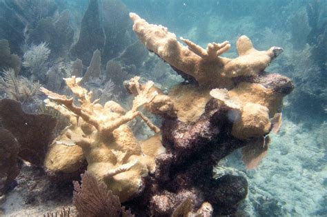 Florida Keys Coral Reefs Are Already Bleaching As Water Temps Hit