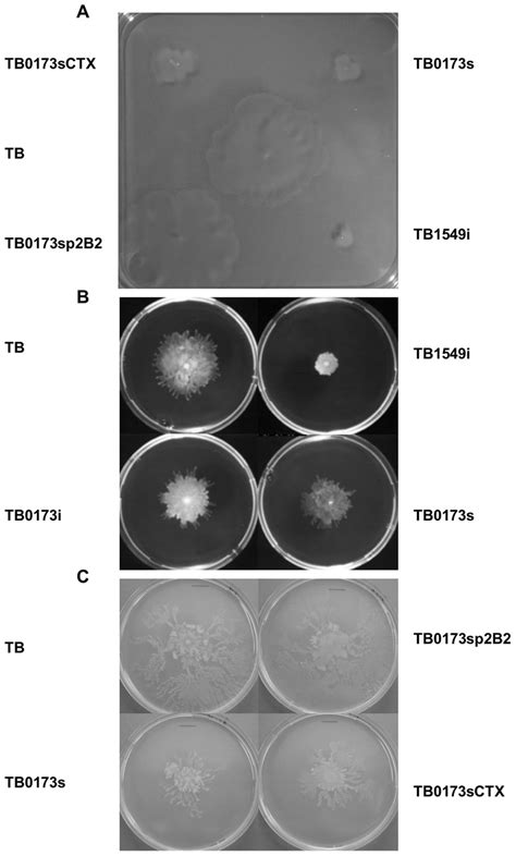 Swimming And Swarming Motility Of Tb And Isogenic Mutants A Swimming