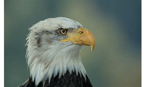 Datatechnotes Using Inception Model For Image Classification With Pytorch