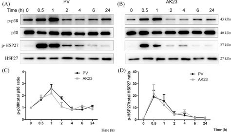 Time Course Of P38 Mitogen Activated Protein Kinase Mapk And Heat