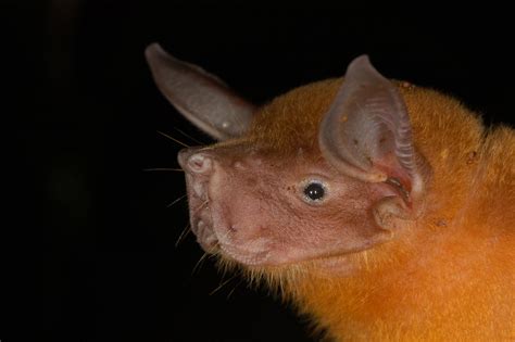 Noctilio Leporinus Murciélago Pescador Grande Colombia Bat