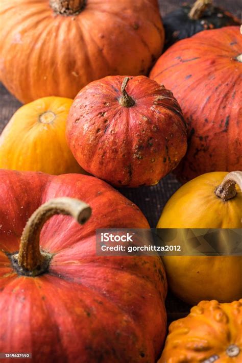 다양한 모양과 색상의 많은 여러 가지 색깔의 호박과 Gourds의 더미 다른 종류 다채로운 호박 장식 0명에 대한 스톡 사진 및 기타 이미지 Istock