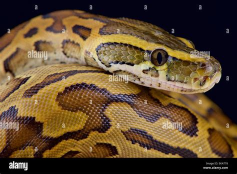 African Rock Python Python Sebae Hi Res Stock Photography And Images