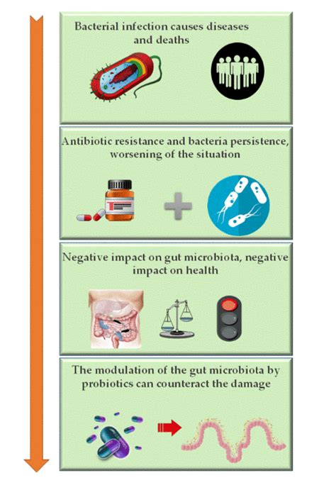 Effect Of Probiotics On Host Microbiota In Bacterial Infections