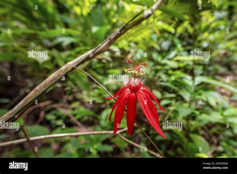 Flower Of A Red Passion Flower Passiflora Vitifolia In The Tropical