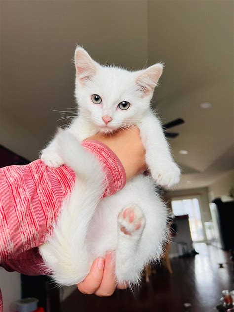 Beautiful Female Siamese Ragdoll Kitten Cats And Kittens For Rehoming