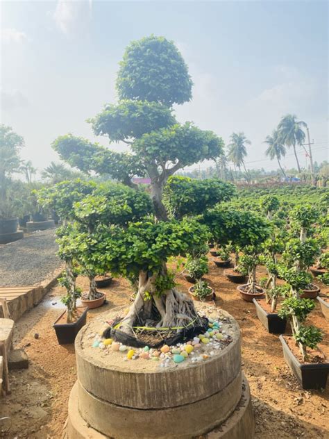 Ficus Microcarpa7 Sree Veera Hanuman Nursery And Gardens