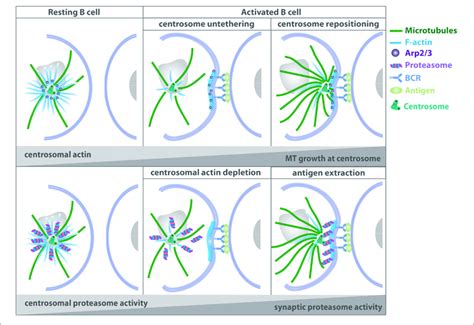 Microtubule Actin Crosstalk At The B Cell Synapse Upper Panel In