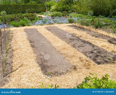 Vegetable Garden Stock Image Image Of Environment Ground 31106723