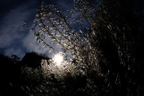 100 Free Pampas Grass And Nature Images Pixabay
