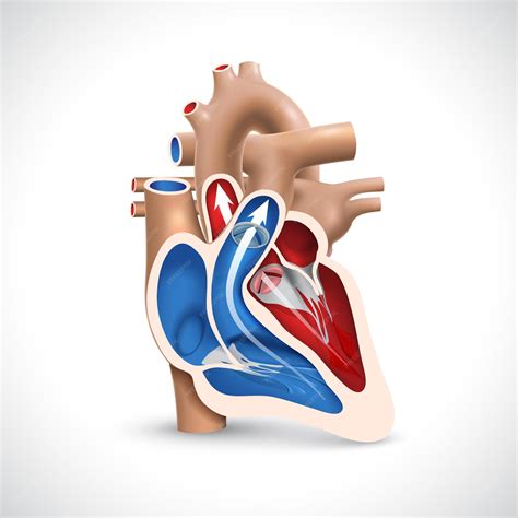 Human Heart Animation