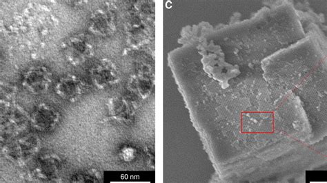 Glass Coated Dna Is Stronger Than Steel Popular Science