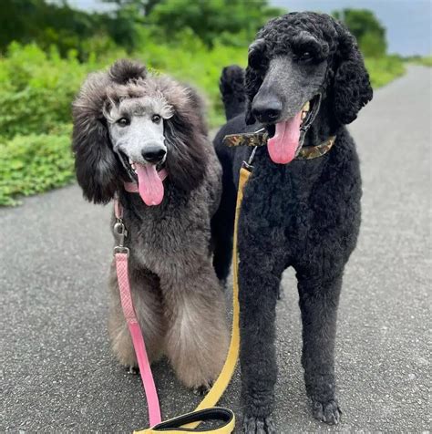 10 Essential Commands Every Dog Should Know