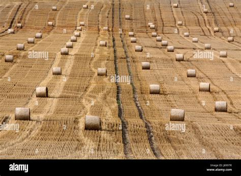 Field Roll Straw Ball Stubble Field Grain Field Straw Harvest