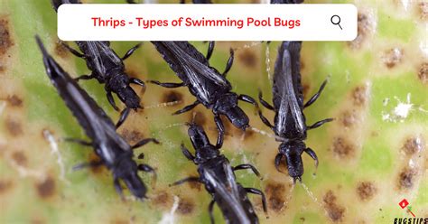Types Of Swimming Pool Bugs You Should Know About BugsTips