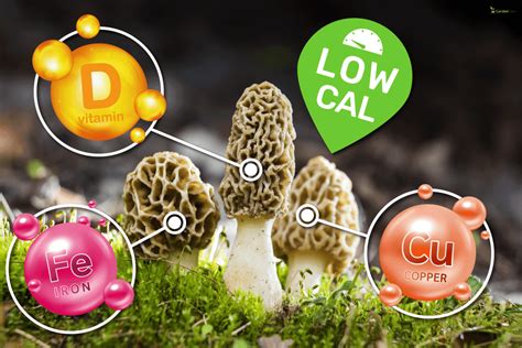 How To Grow Morel Mushrooms Indoors In 6 Easy Steps