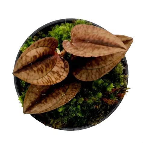 Nephelaphyllum Pulchrum Jewel Orchid Rare Jiffy Plants