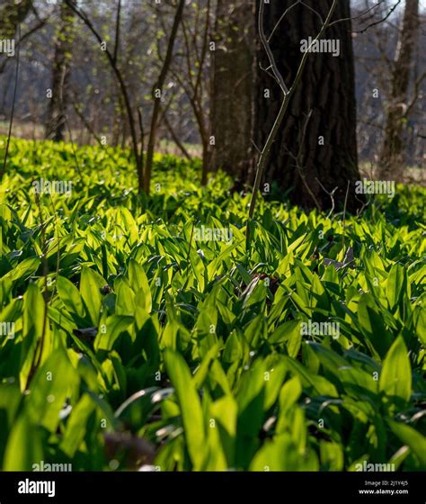 Wild Garlic Allium Ursinum Green Leaves In The Forest The Plant Is