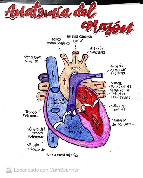 Dibujos Del Corazon Humano