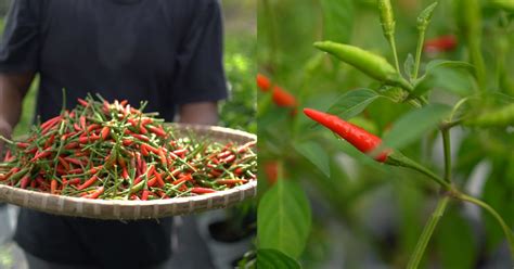 Sabasco A Sabahan Chilli Sauce Version Of Tabasco By Sugarbun