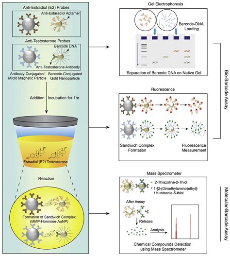 Ultrahigh Sensitivity Detection Of 17β Estradiol