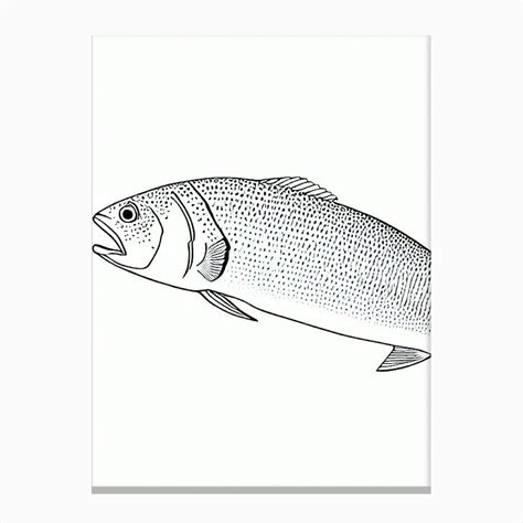 Goliath Grouper Black And White Drawing Canvas Print By Sea Life Prints Fy