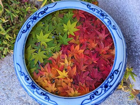 長府庭園公式 on Twitter 手水鉢の紅葉 長府庭園 紅葉 おでかけエルフル https t co