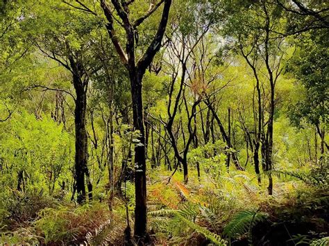 In Awe Of Tāne Mahuta At Waipoua Forest Blog New Zealand Trip Ideas