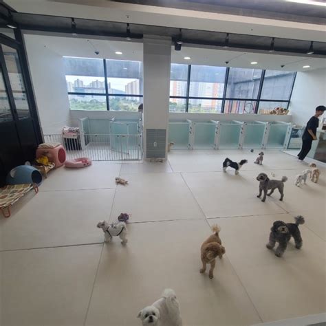 전주 애견미용 애견호텔 애견유치원 추천 베러멍 네이버 블로그